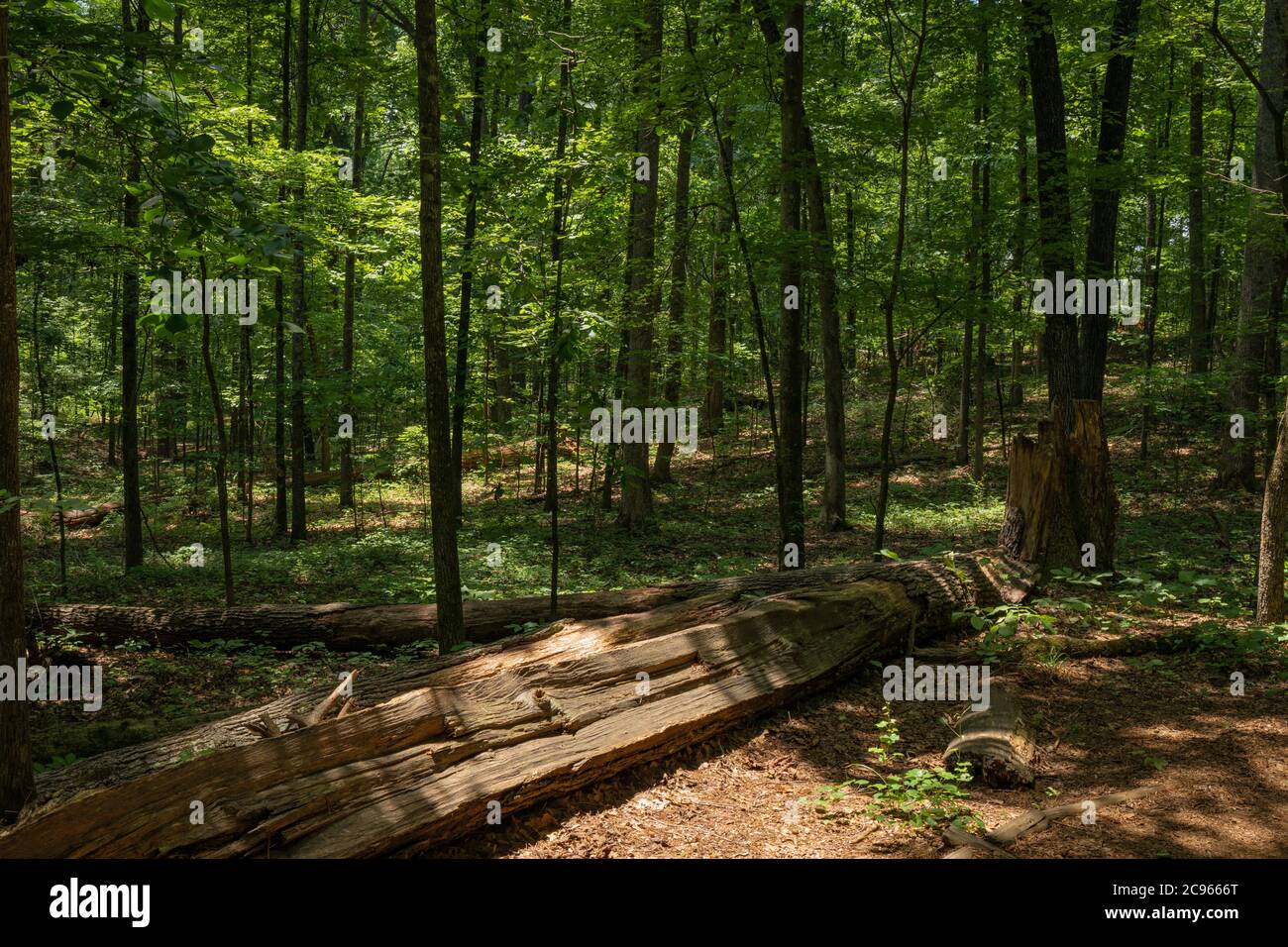 Sunlight filtered through a tree hi-res stock photography and images ...