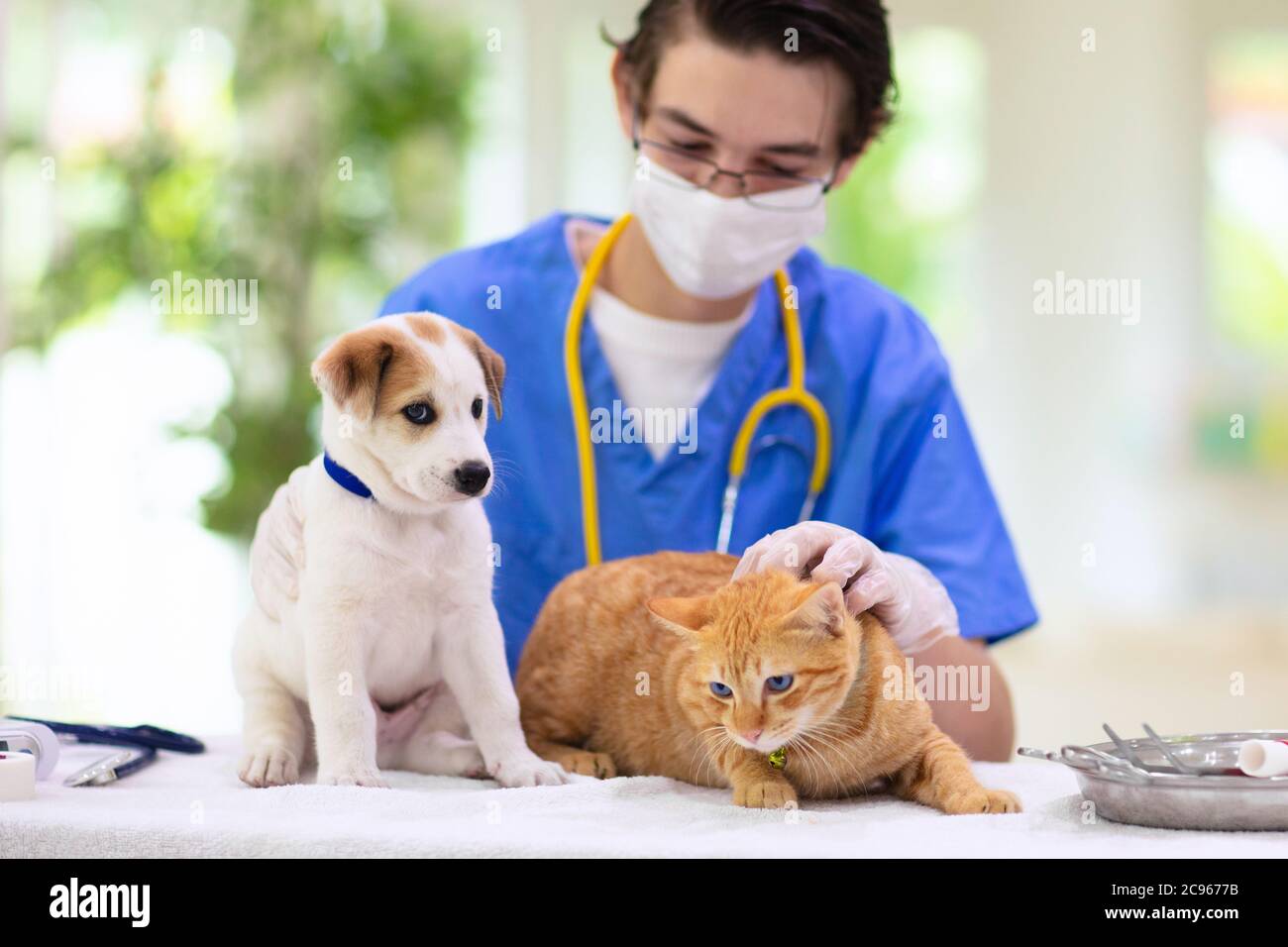 Vet examining dog and cat. Puppy and kitten at veterinarian doctor ...