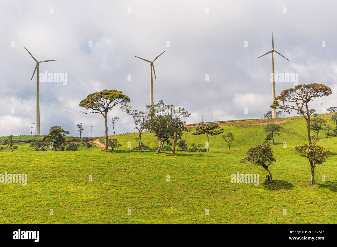 Ambewela farm hi-res stock photography and images - Alamy