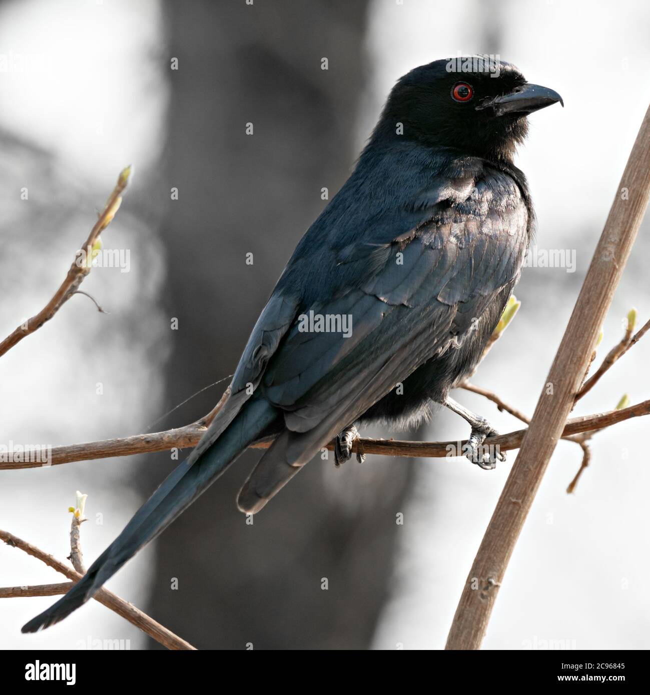 Fork tail birds hi-res stock photography and images - Alamy