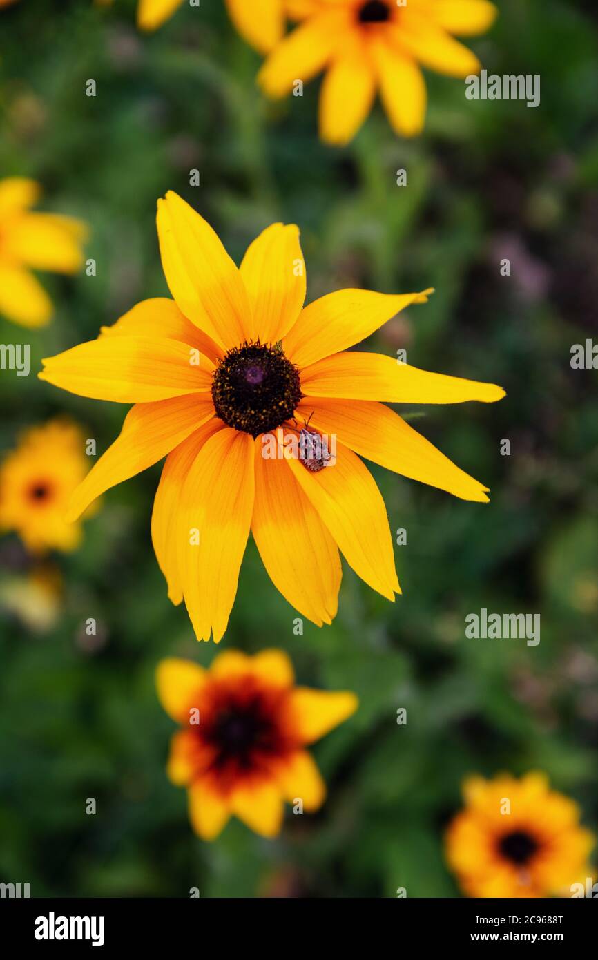 garden flowers bright yellow field plants on a background of green ...