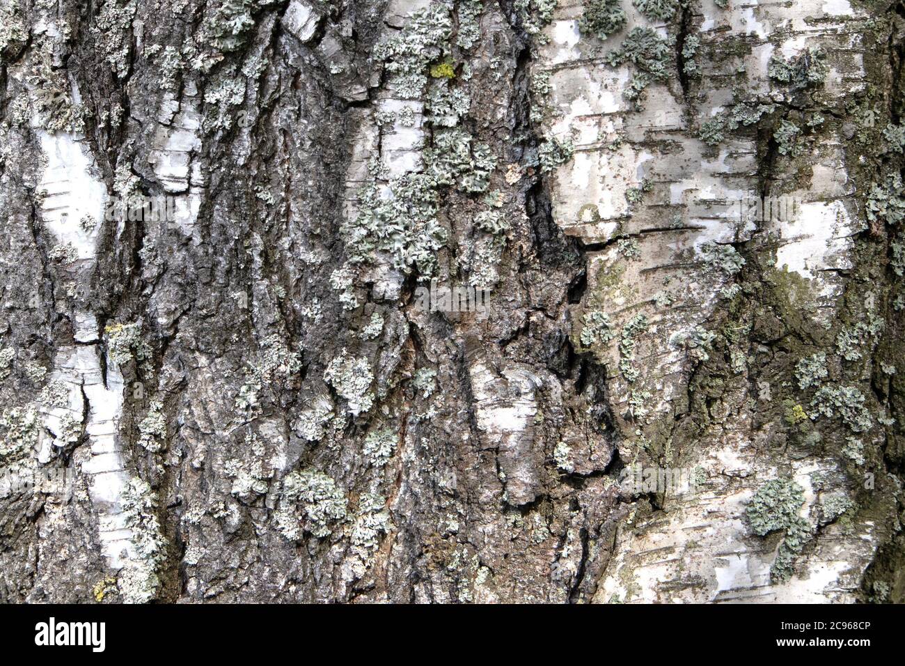 Close up view of natural white birch tree bark texture or background ...