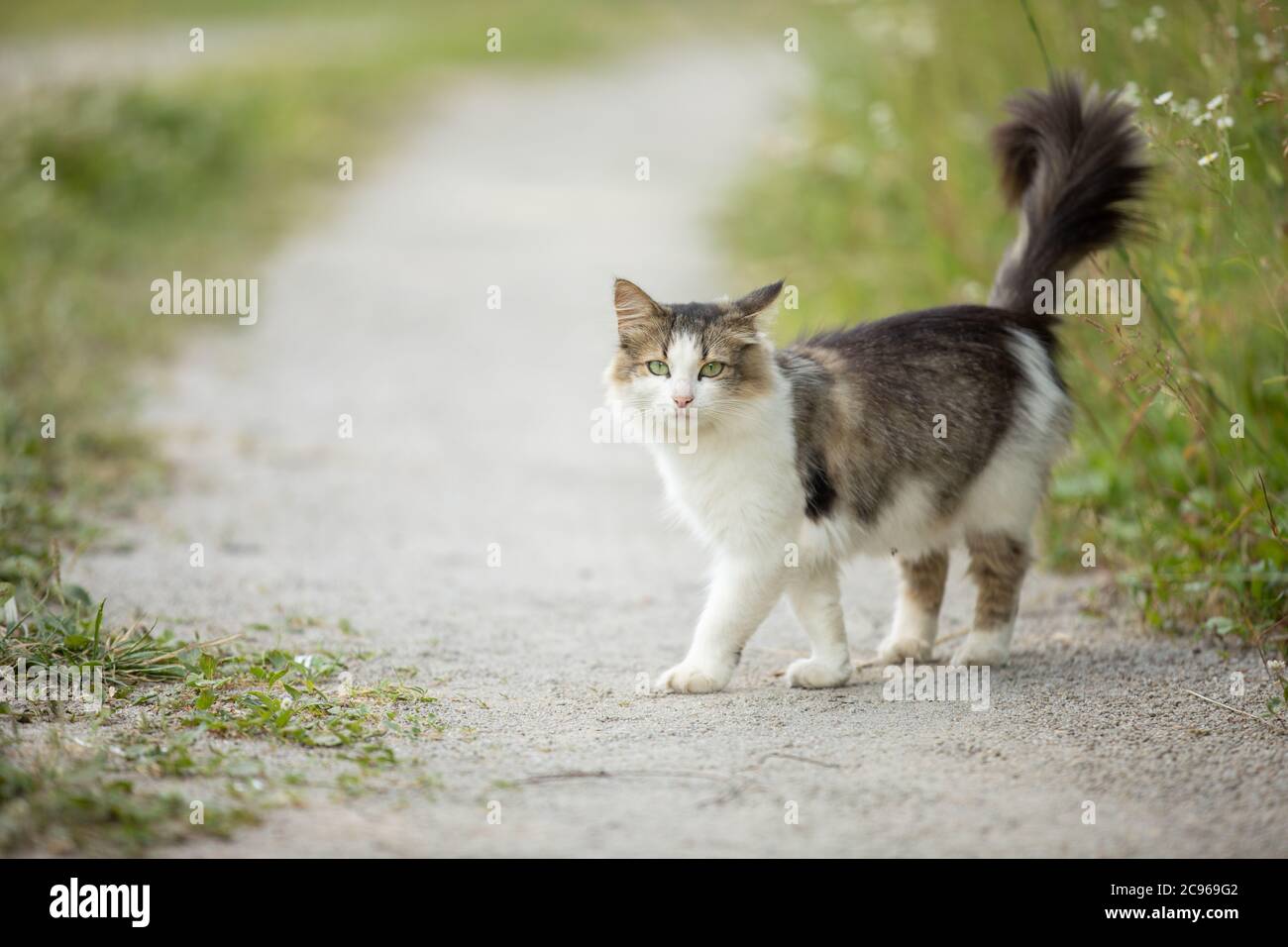 stray cat walking on a village road. stray cat crosses the path Stock ...