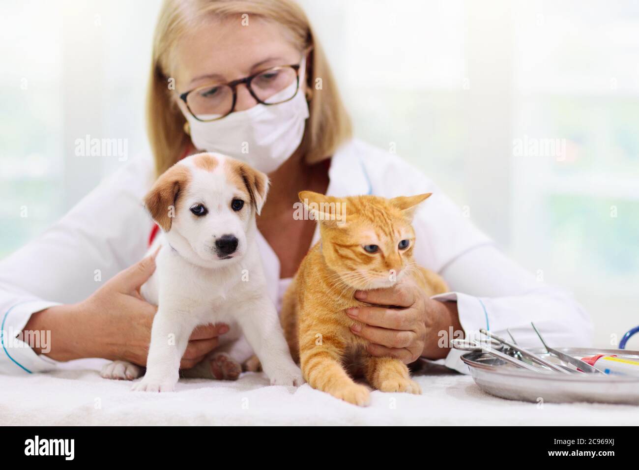 Vet examining dog and cat. Puppy and kitten at veterinarian doctor ...