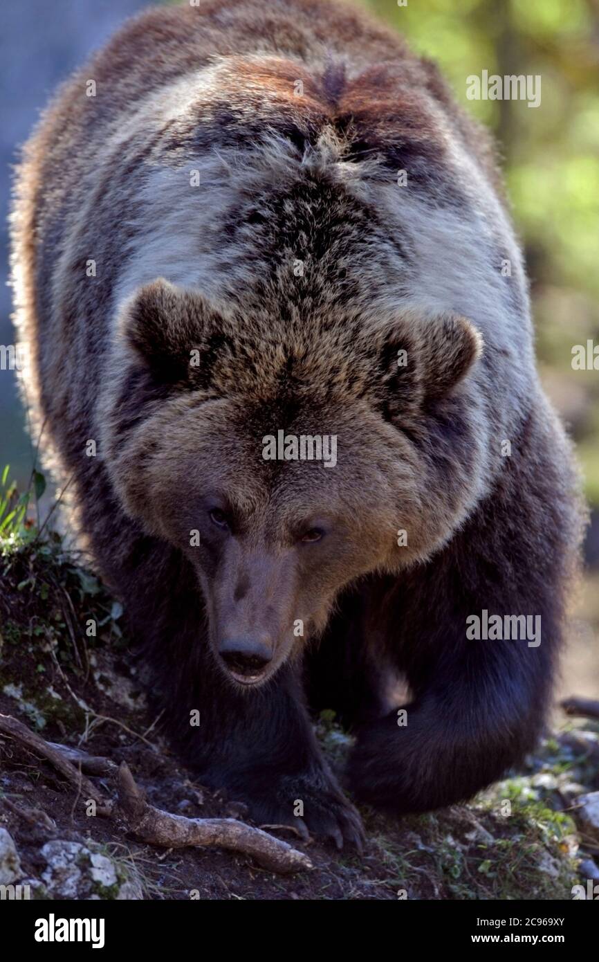 Big Brown Bear walking on a hill side, frontal view, closeup Stock ...