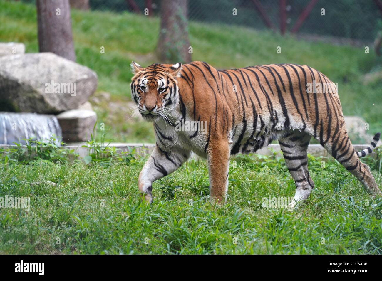 Hailin, China's Heilongjiang Province. 29th July, 2020. A Siberian ...