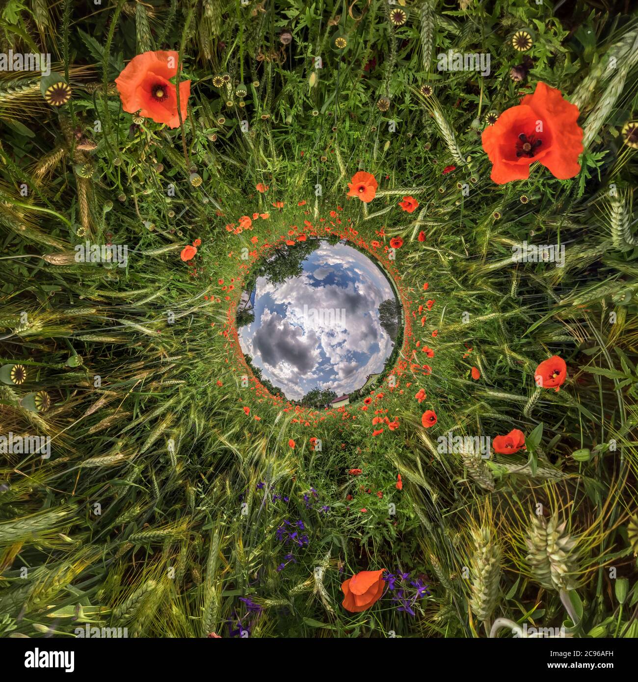 Projection poppy hi-res stock photography and images - Alamy