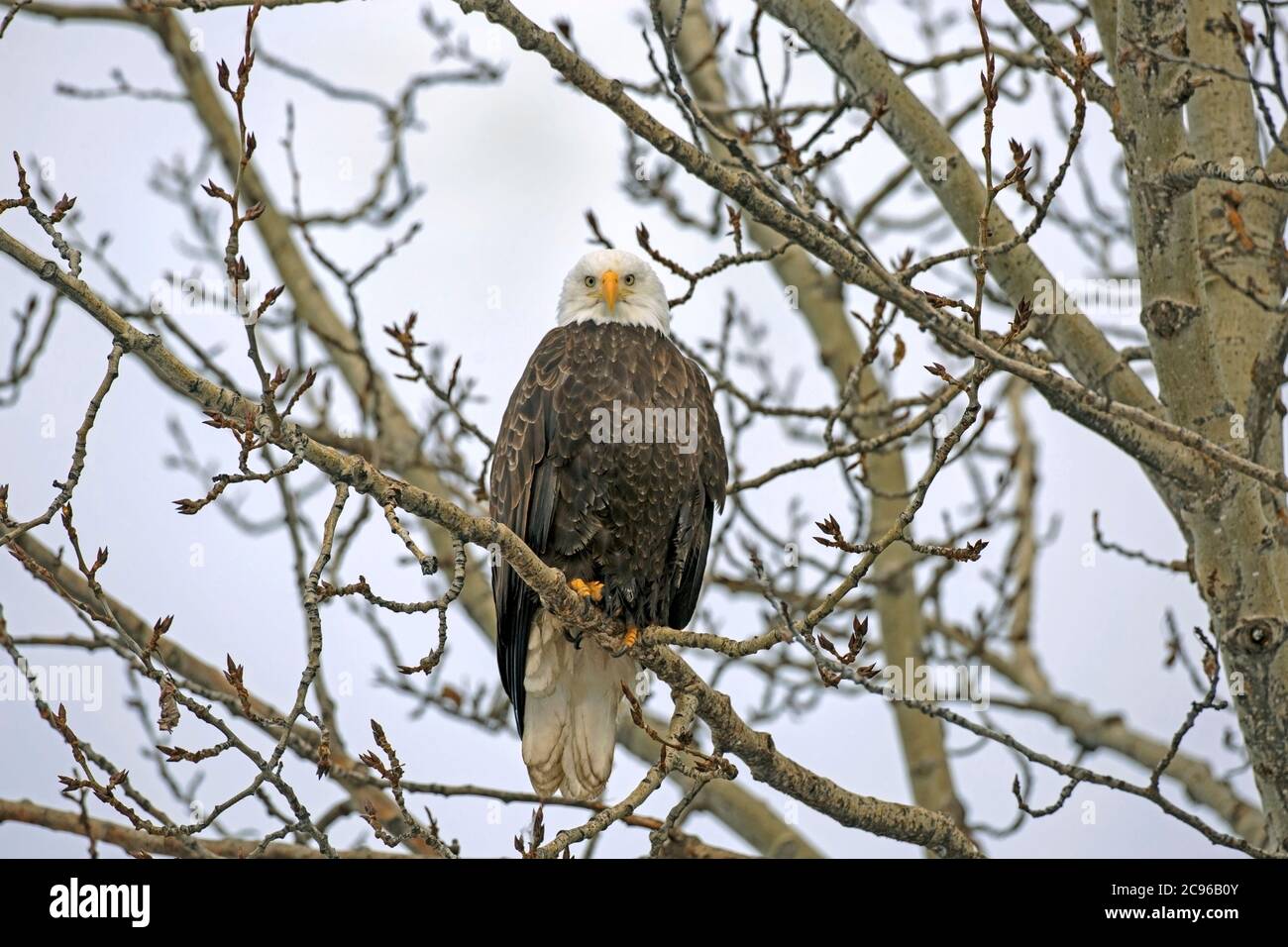 Bald eagle tree animal wildlife hi-res stock photography and images - Alamy