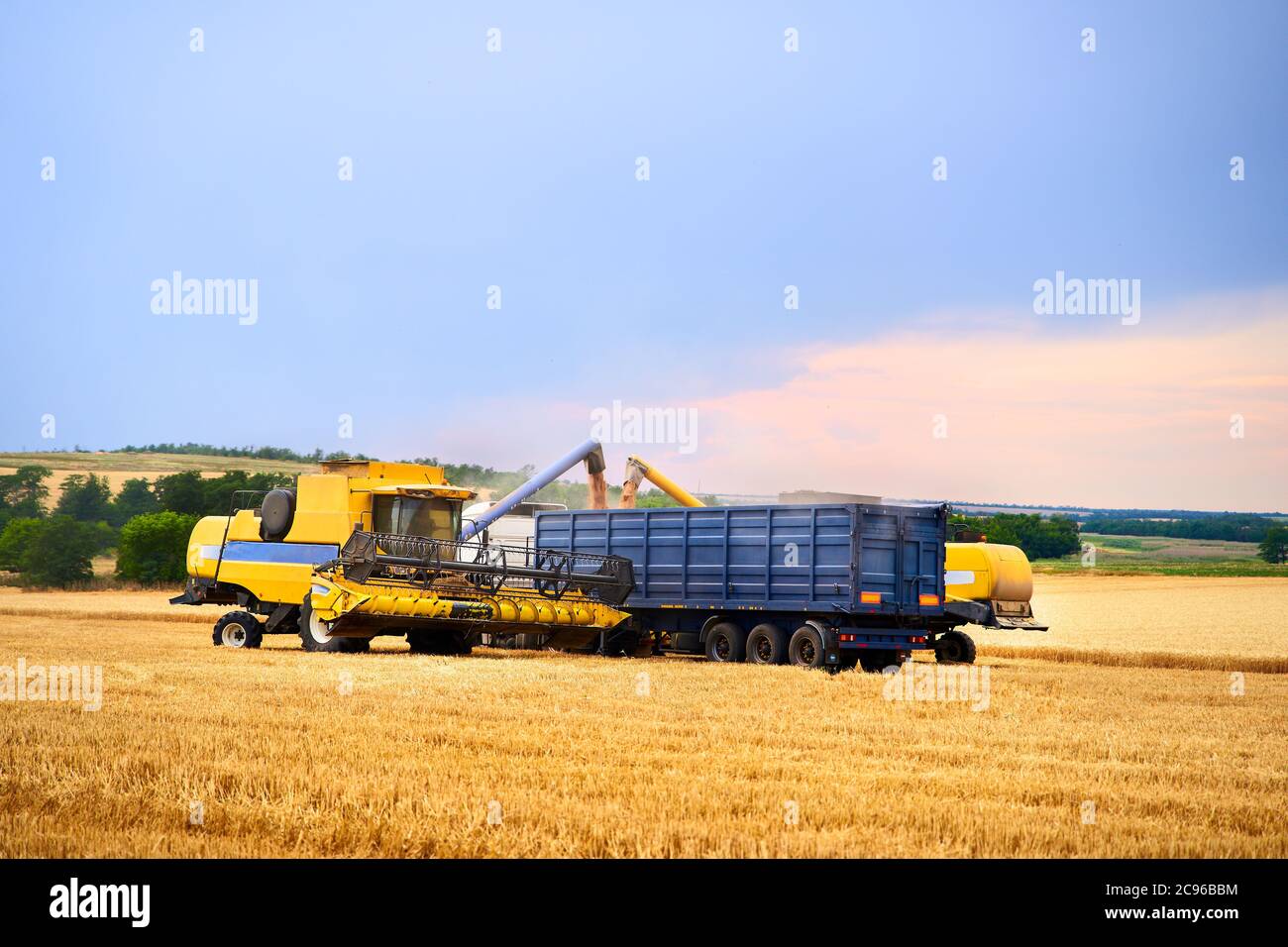 Overloading grain from the combine harvesters into a grain truck in the ...