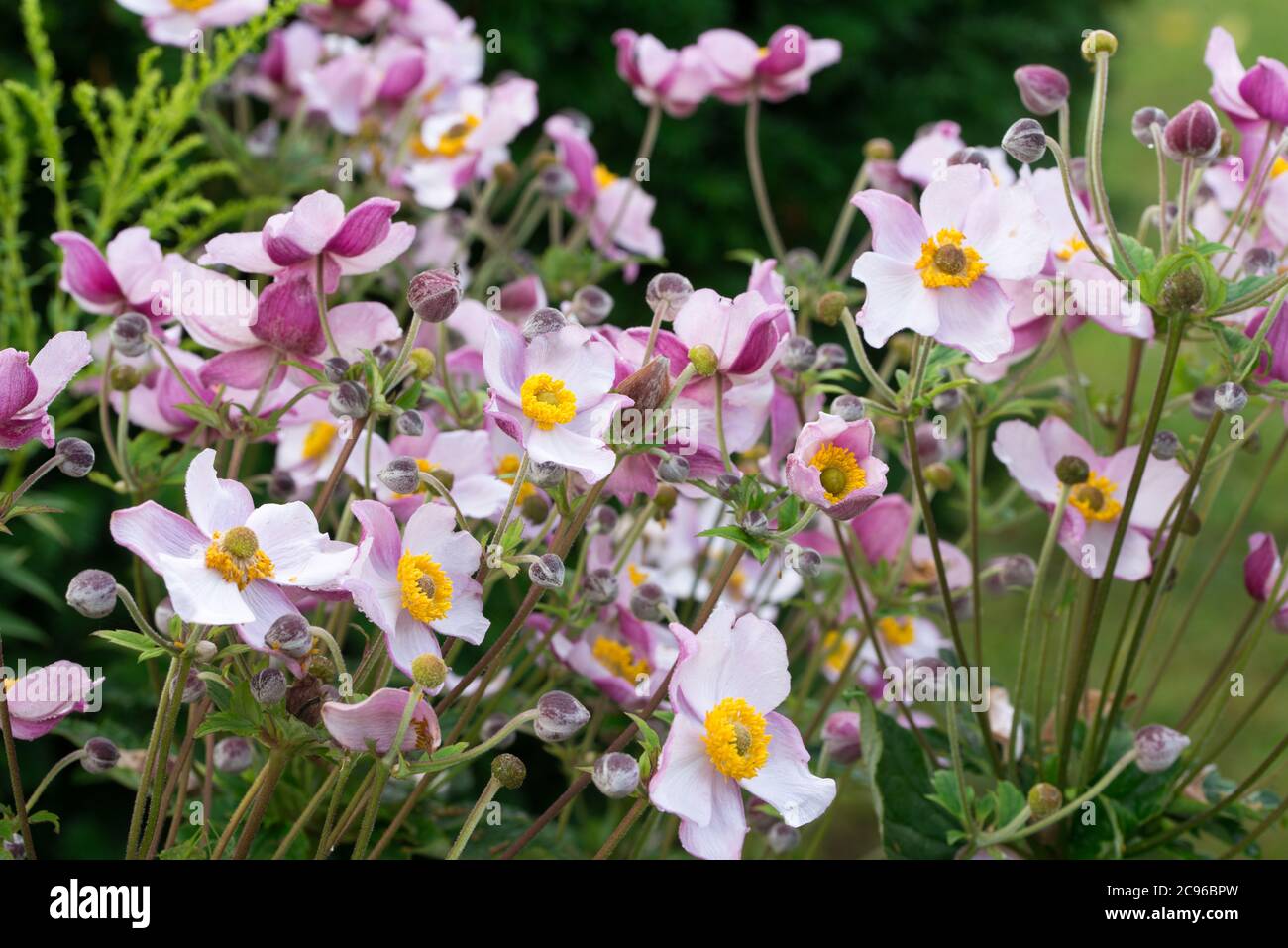 Garden anemone hi-res stock photography and images - Alamy