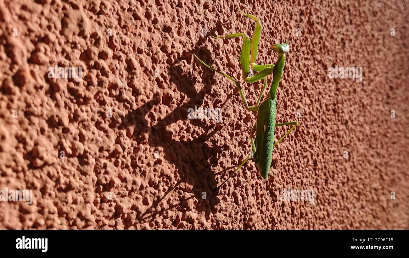 Green praying mantis on brown wall with its shadow Stock Photo - Alamy
