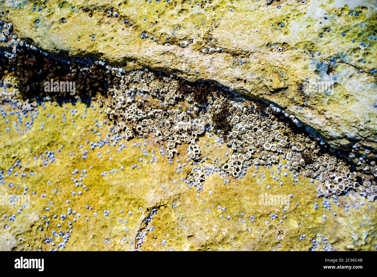 Overhead shot of green moss and fungi growing on the rock surface Stock ...