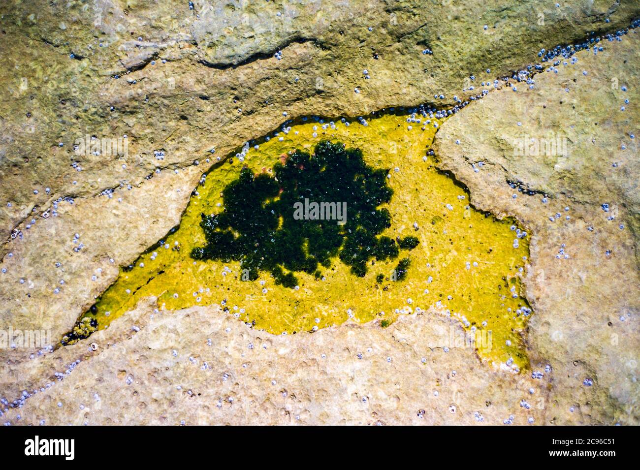 Overhead shot of green moss and fungi growing on the rock surface Stock ...
