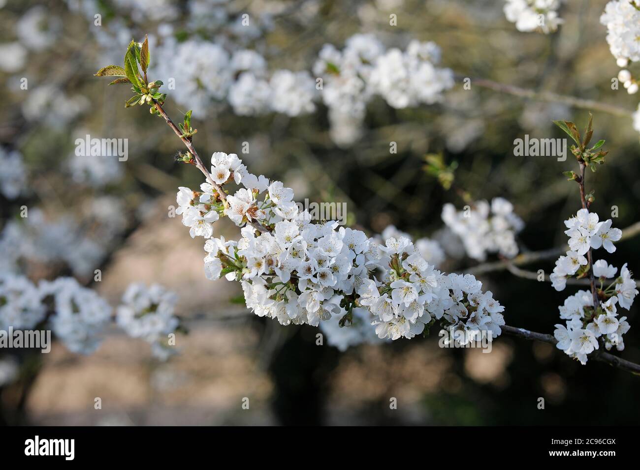 Spring blossoms in Normandy, France Stock Photo - Alamy