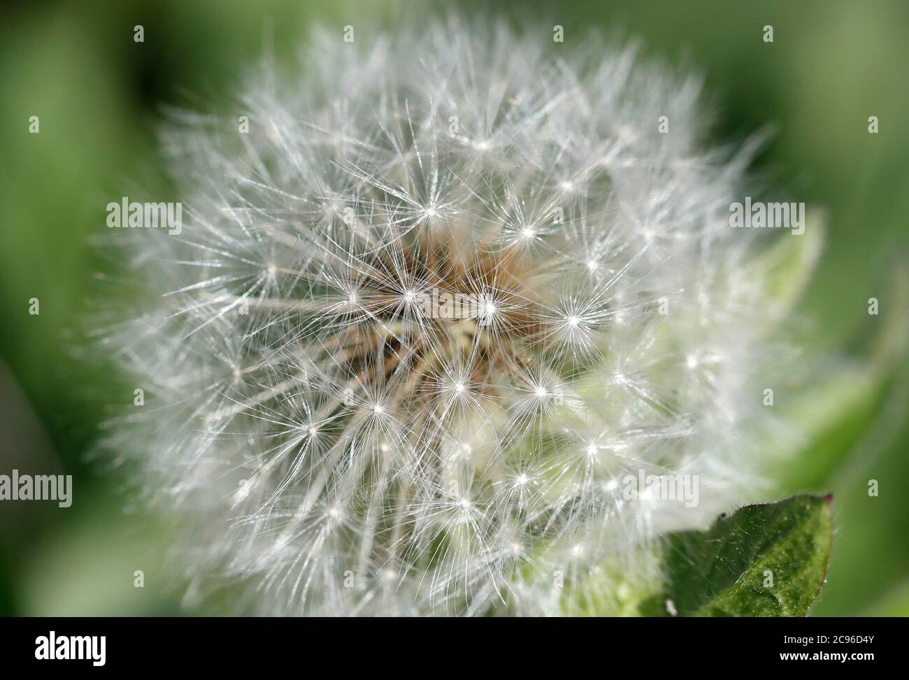Dandelion flowers. France Stock Photo - Alamy