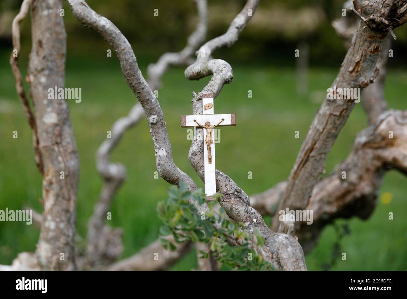 Crucifix and twisted tree branches in Eure, France Stock Photo - Alamy