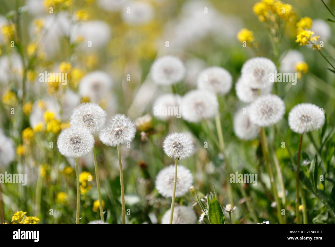 Dandelion flowers. France Stock Photo - Alamy