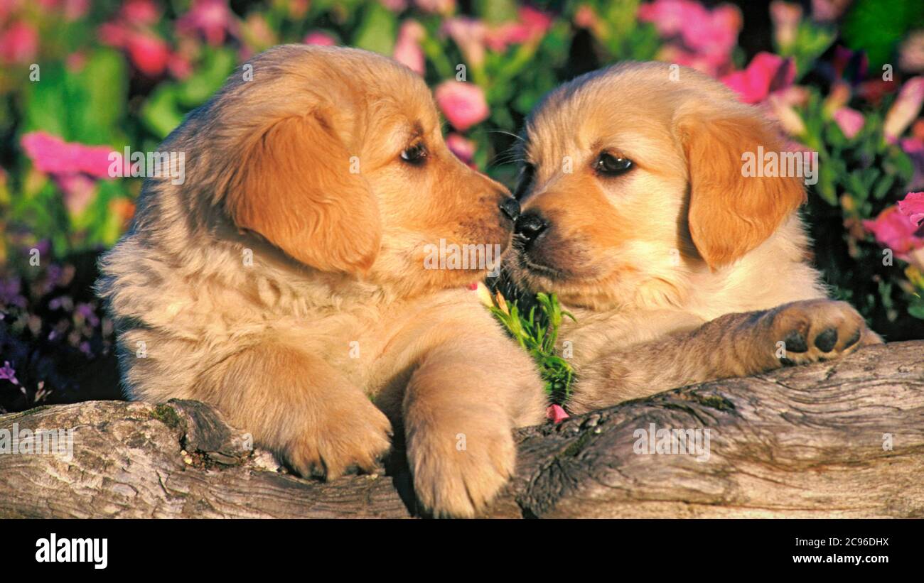 Golden retriever puppies hi-res stock photography and images - Alamy