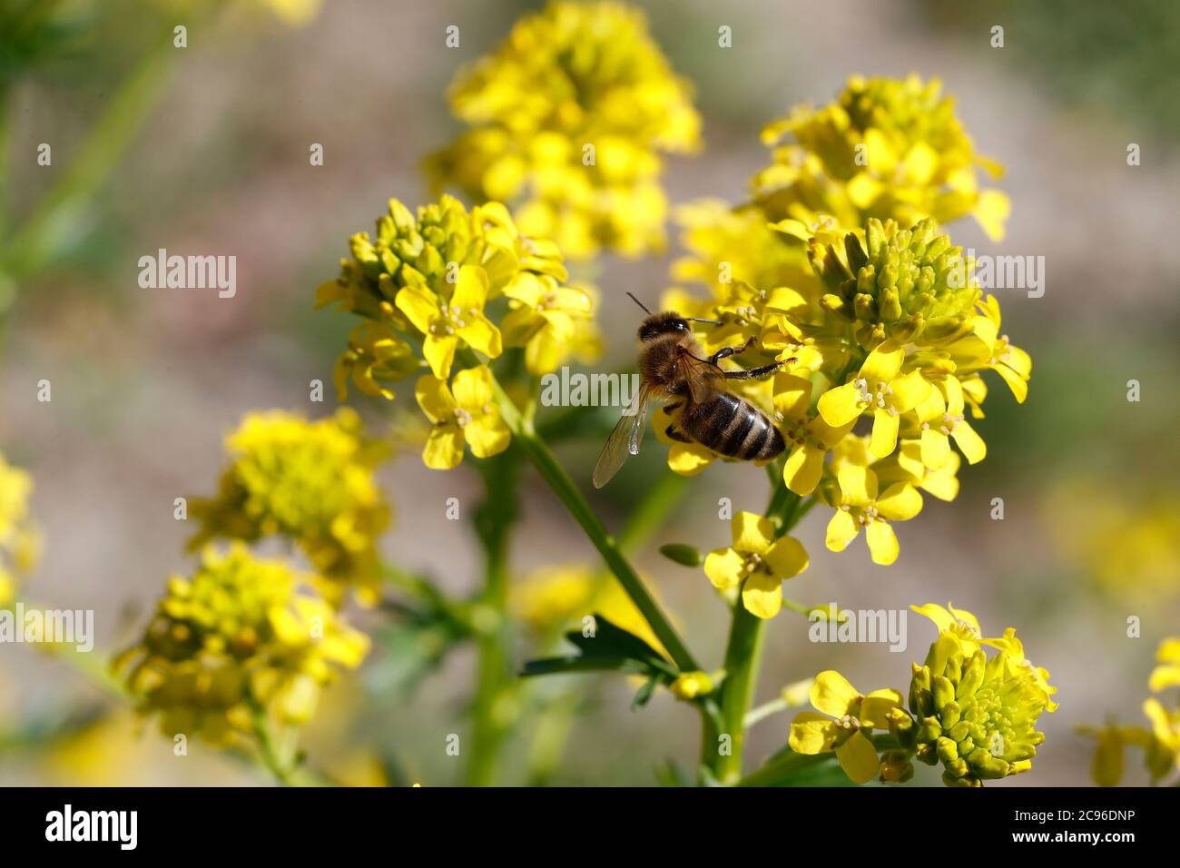 Bee foraging a flower. France Stock Photo - Alamy