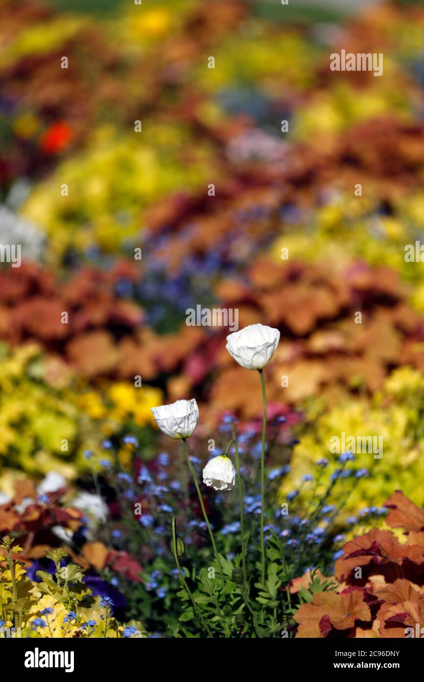 Flowers in a garden. Spring. Saint Gervais. France Stock Photo - Alamy