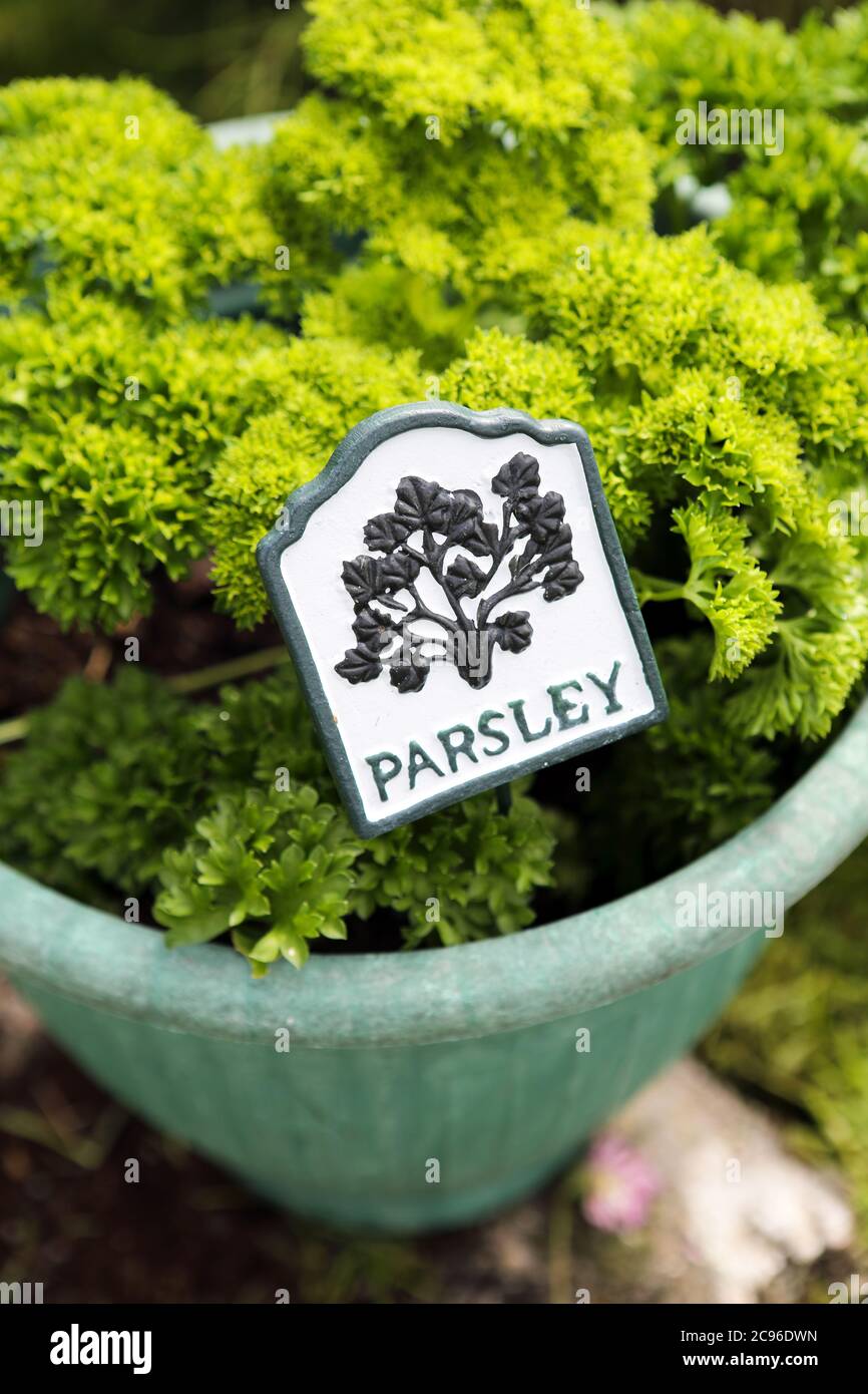 Grown by seed hi-res stock photography and images - Alamy