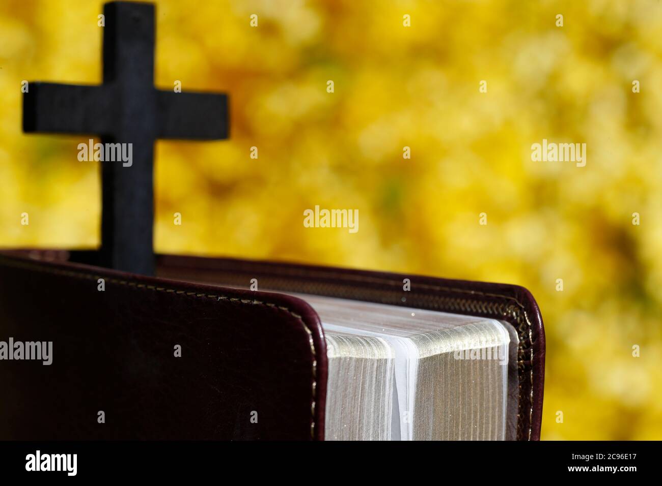Broom in bloom in spring. Bible and christian cross on yellow ...