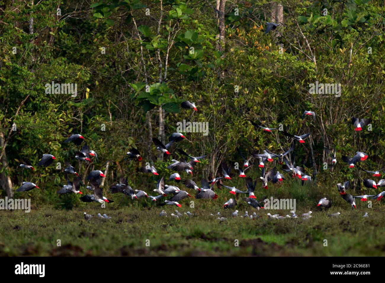 African green pigeon (Treron calvus) flock. Odzala-Kokoua National Park ...
