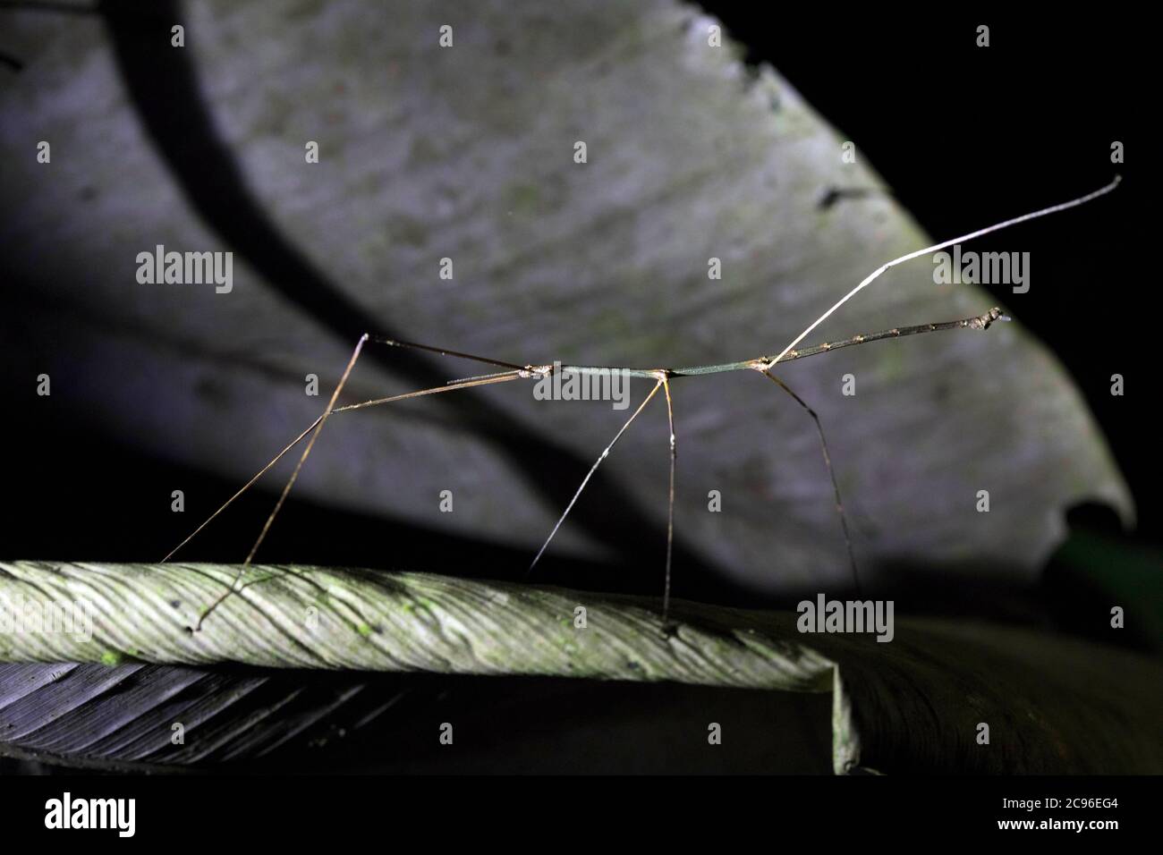 Insect. Odzala-Kokoua National Park, Republic of the Congo Stock Photo ...