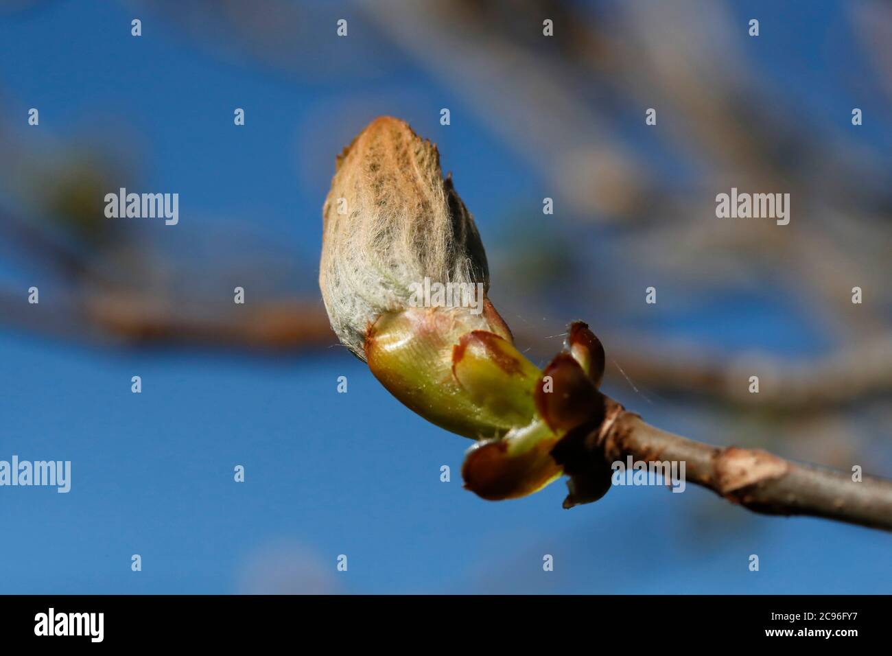 Spring. Bud on a chestnut tree. France Stock Photo - Alamy