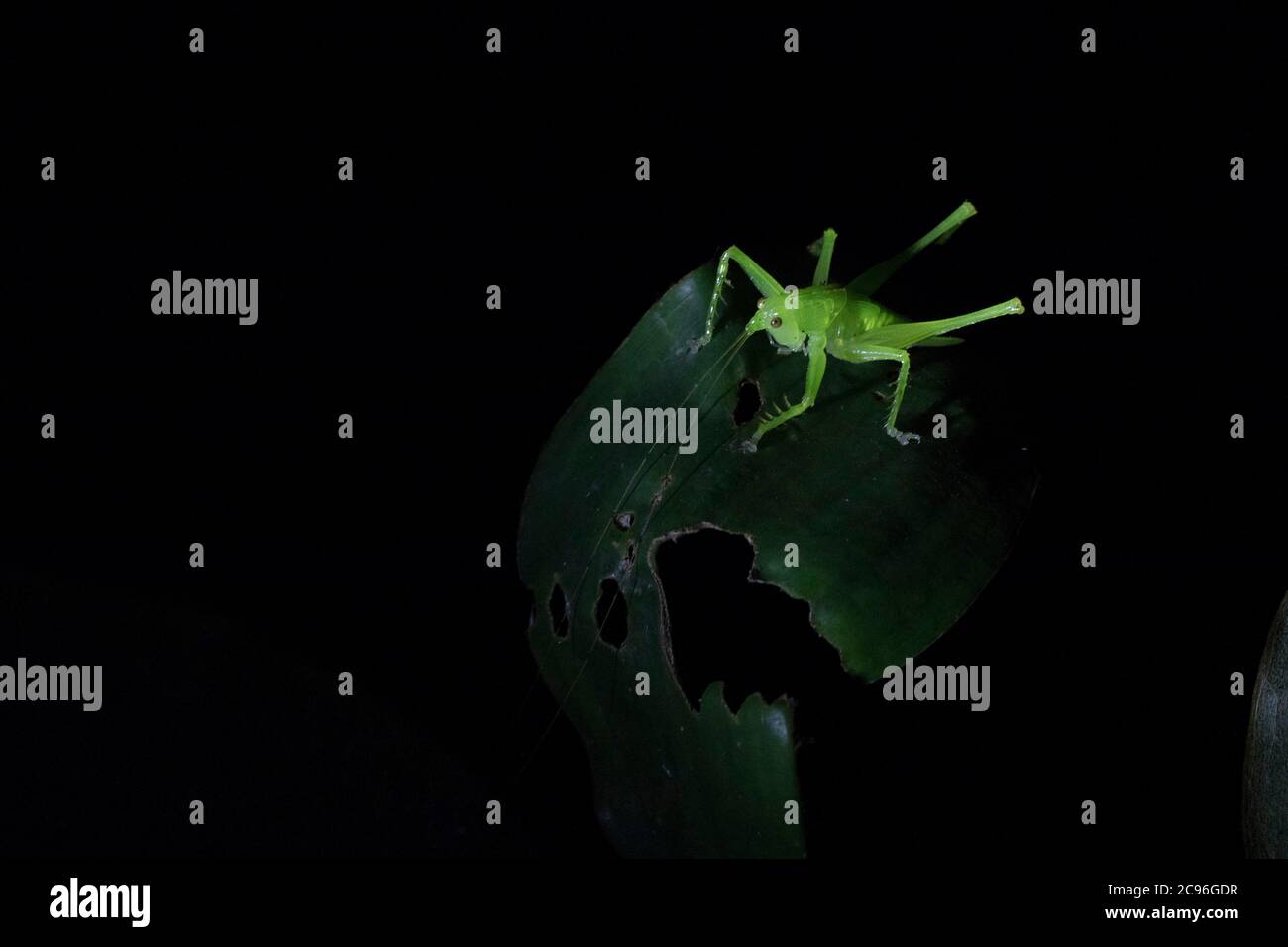 Insect. Odzala-Kokoua National Park, Republic of the Congo Stock Photo ...