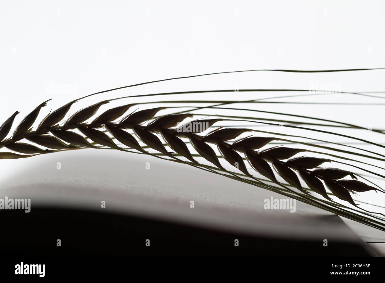 The sacred book of the Bible and ear of wheat as a symbol of spiritual ...