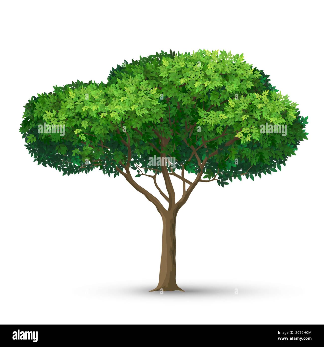 A tree with a dense crown and green leaves Stock Vector Image & Art - Alamy