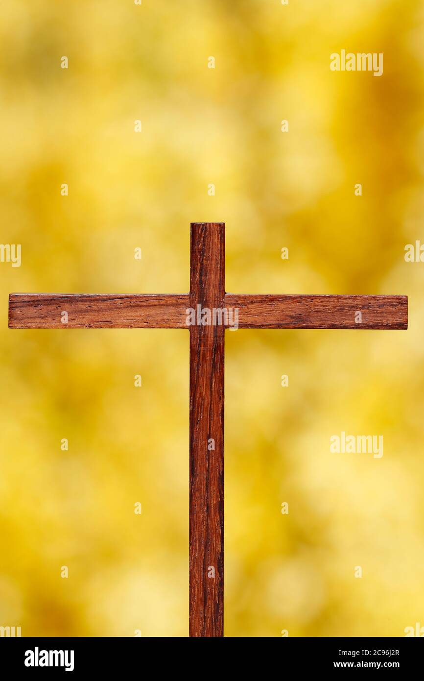 Broom in bloom in spring. Christian cross on yellow background. France ...