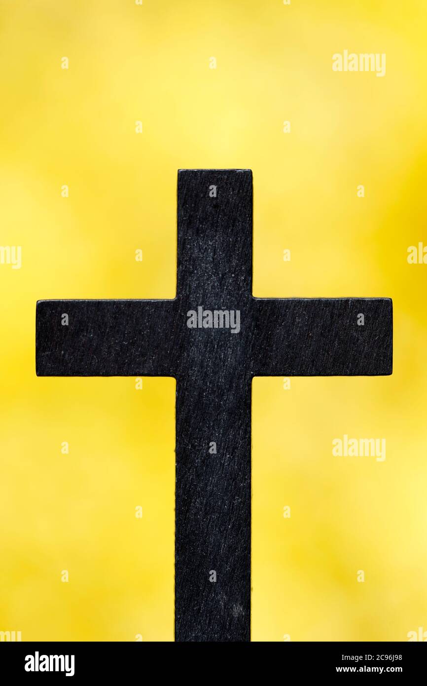 Broom in bloom in spring. Christian cross on yellow background. France ...