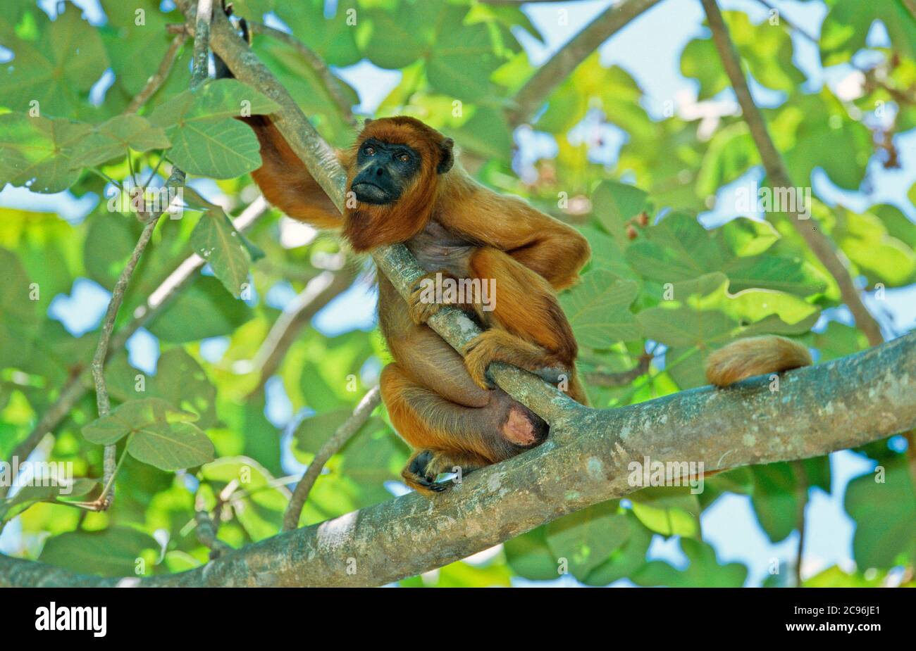 RED HOWLER MONKEY (Alouatta seniculus), ALUATTA ROSSA, BRAZO ...