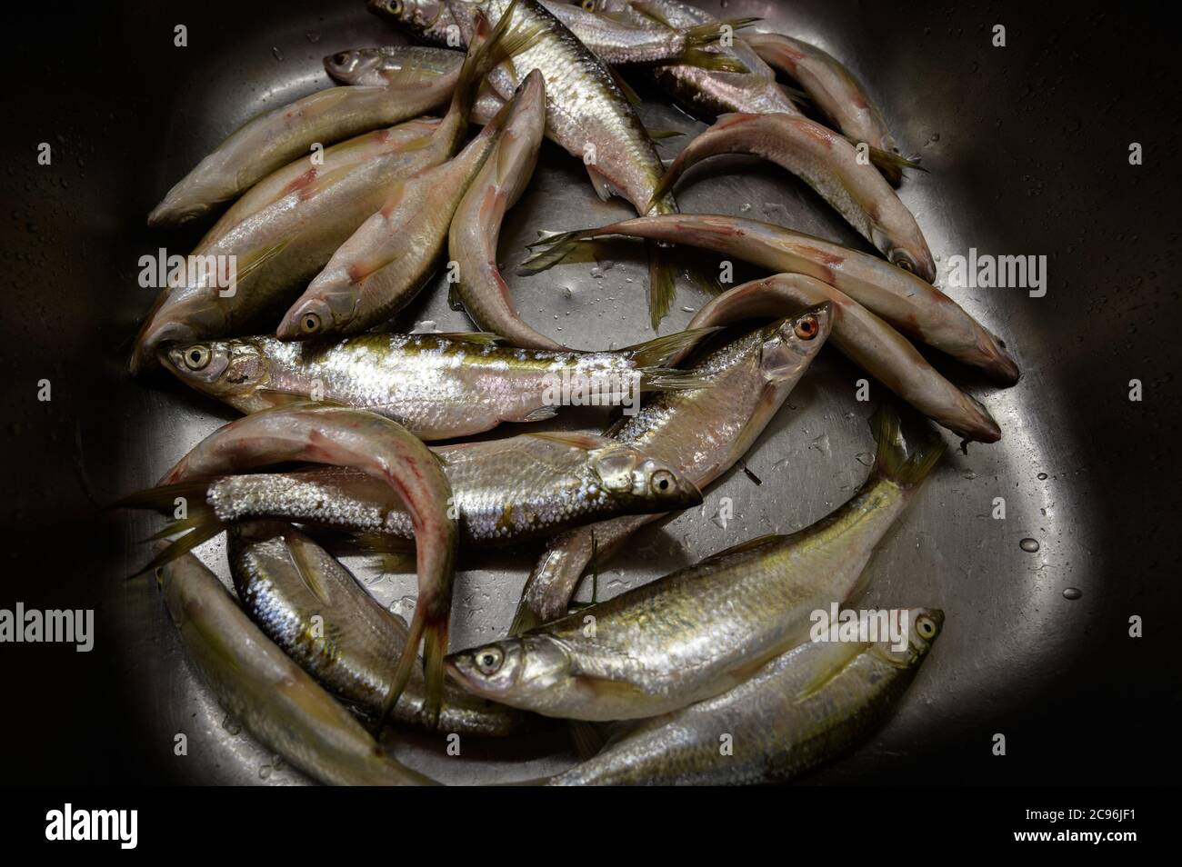 Freshly caught fish in the sink. Selective focus Stock Photo - Alamy
