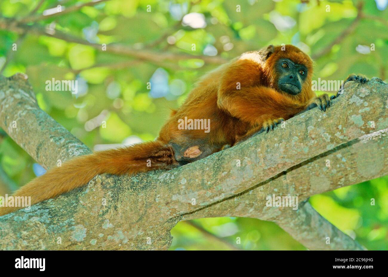 RED HOWLER MONKEY (Alouatta seniculus), ALUATTA ROSSA, BRAZO ...