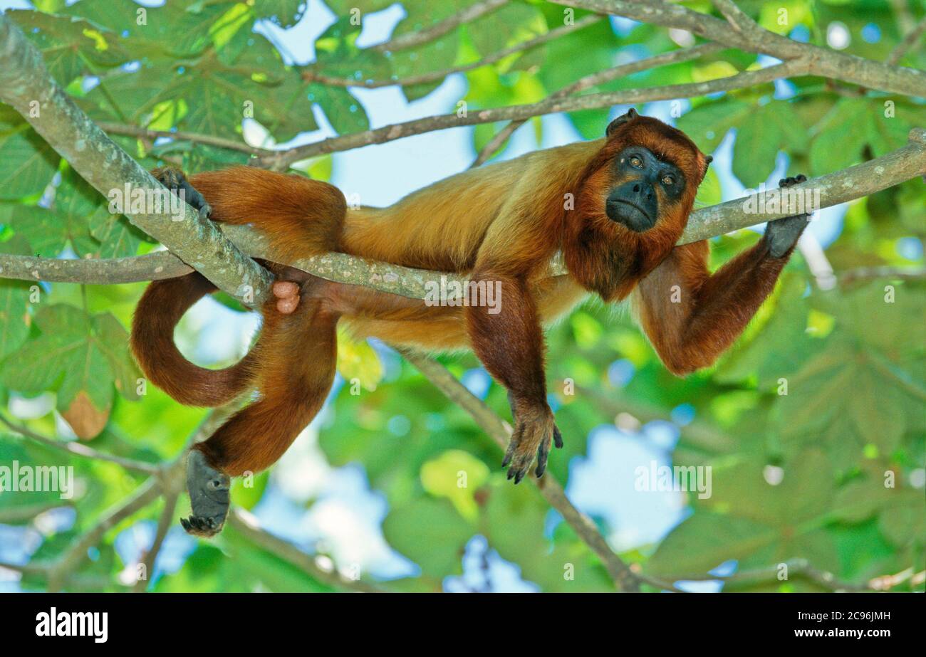 RED HOWLER MONKEY (Alouatta seniculus), ALUATTA ROSSA, BRAZO ...