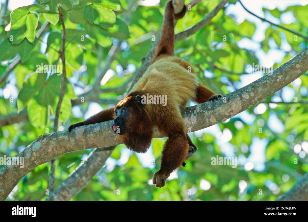 RED HOWLER MONKEY (Alouatta seniculus), ALUATTA ROSSA, BRAZO ...