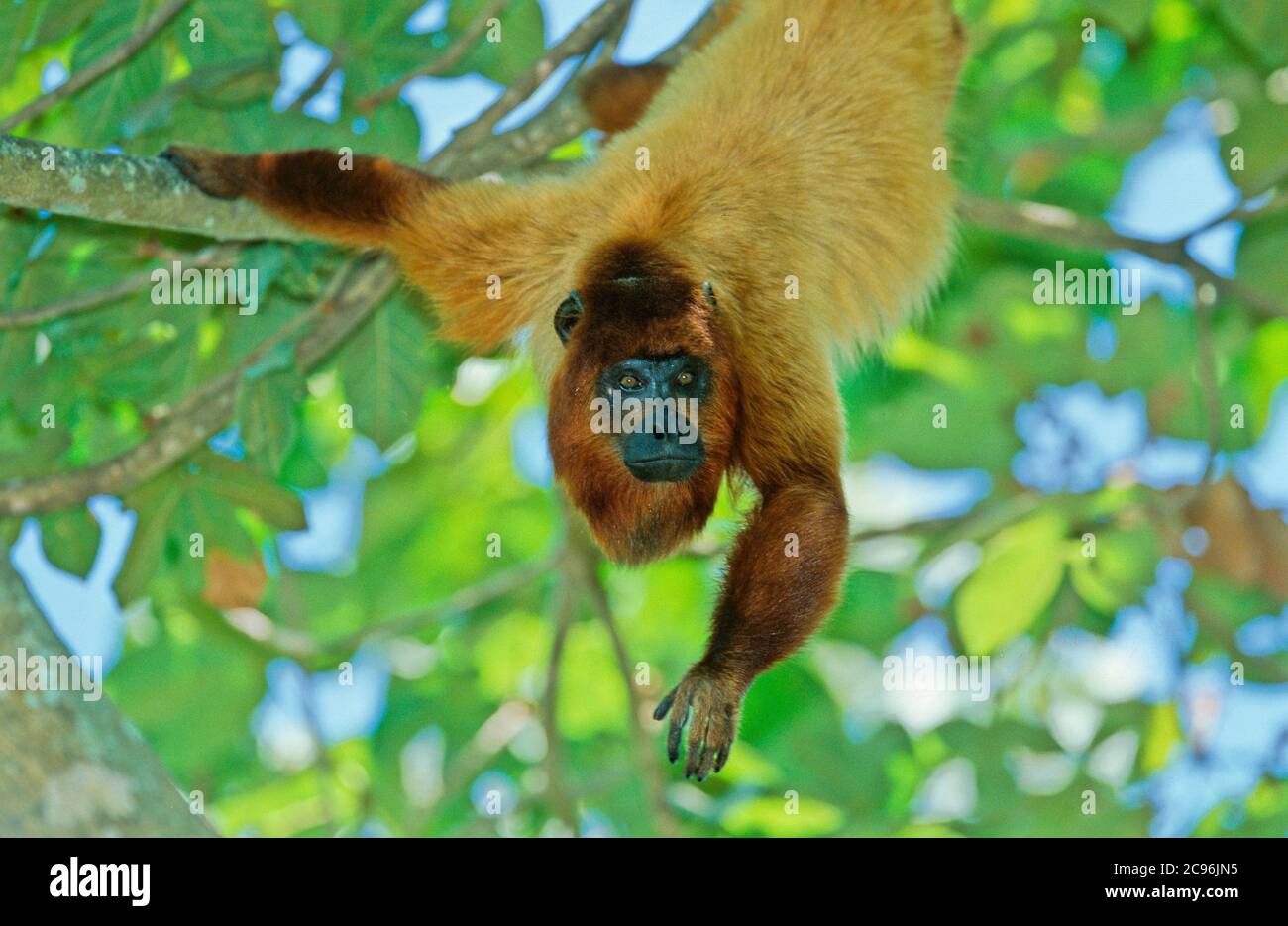RED HOWLER MONKEY (Alouatta seniculus), ALUATTA ROSSA, BRAZO ...