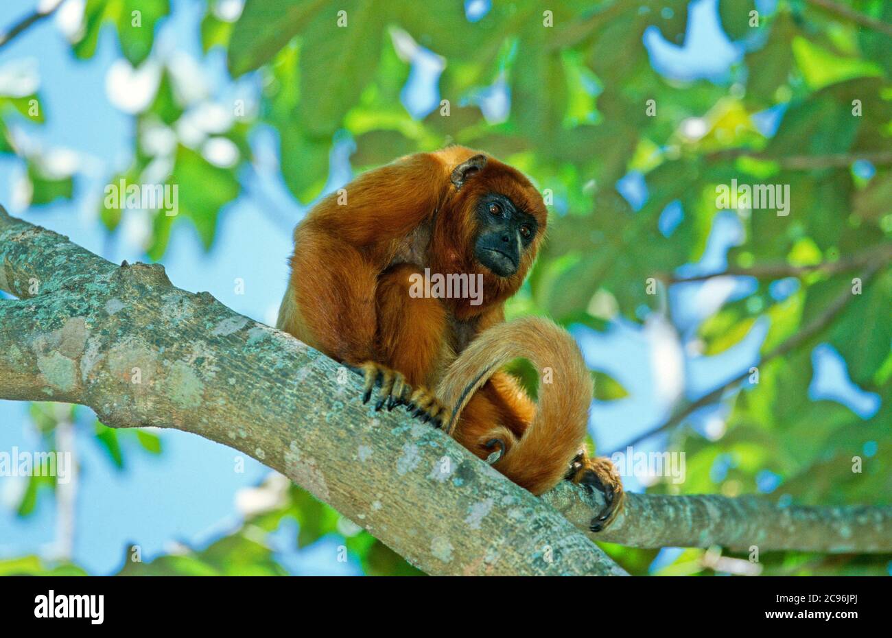 RED HOWLER MONKEY (Alouatta seniculus), ALUATTA ROSSA, BRAZO ...