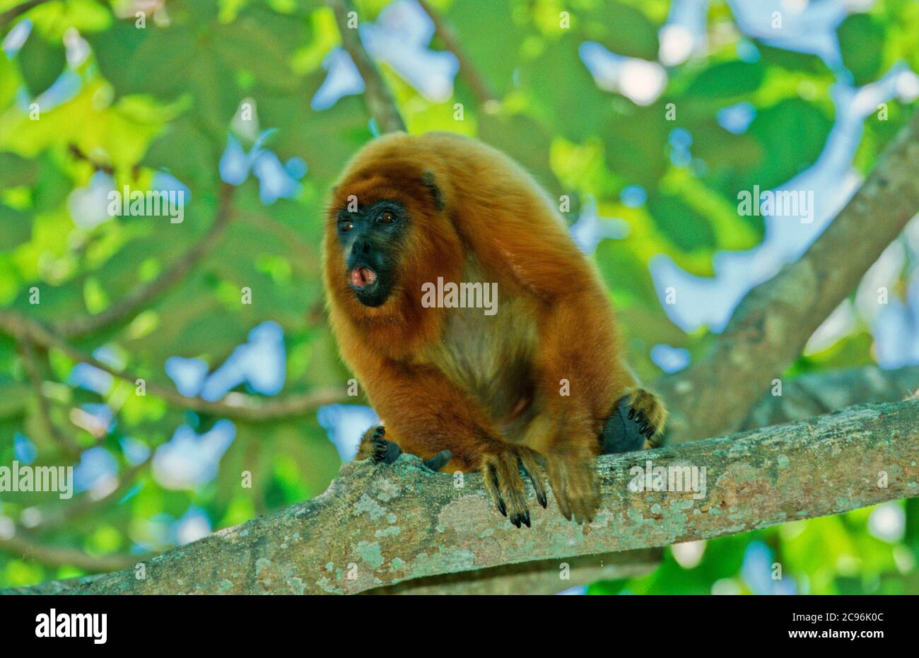 RED HOWLER MONKEY (Alouatta seniculus), ALUATTA ROSSA, BRAZO ...
