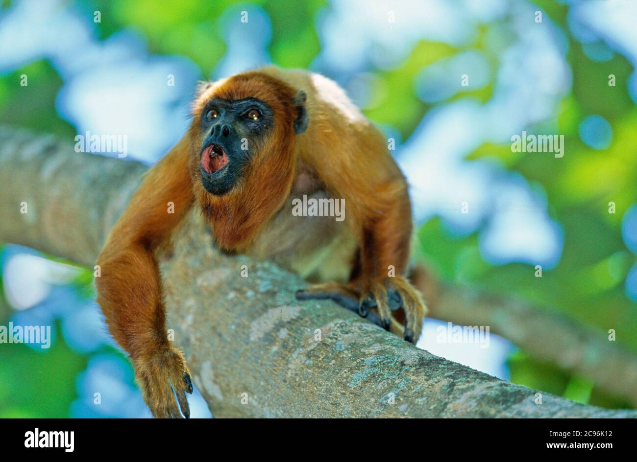 RED HOWLER MONKEY (Alouatta seniculus), ALUATTA ROSSA, BRAZO ...