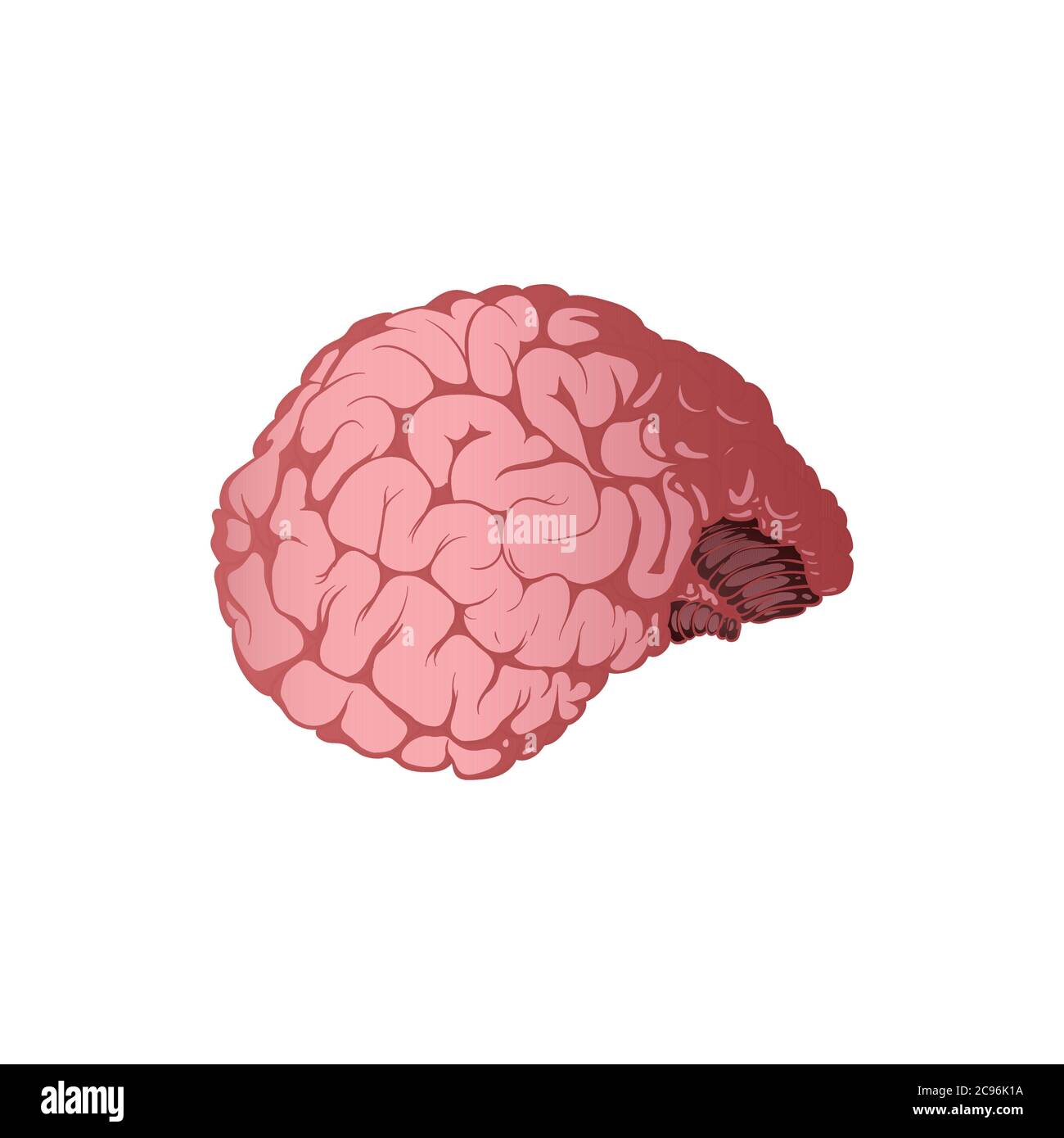 Very realistic illustration of the human brain with shading Stock ...