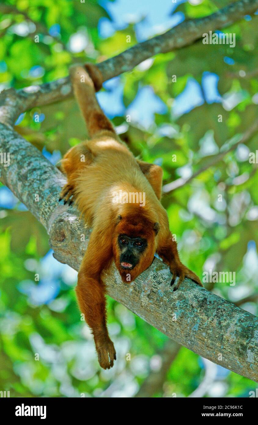RED HOWLER MONKEY (Alouatta seniculus), ALUATTA ROSSA, BRAZO ...