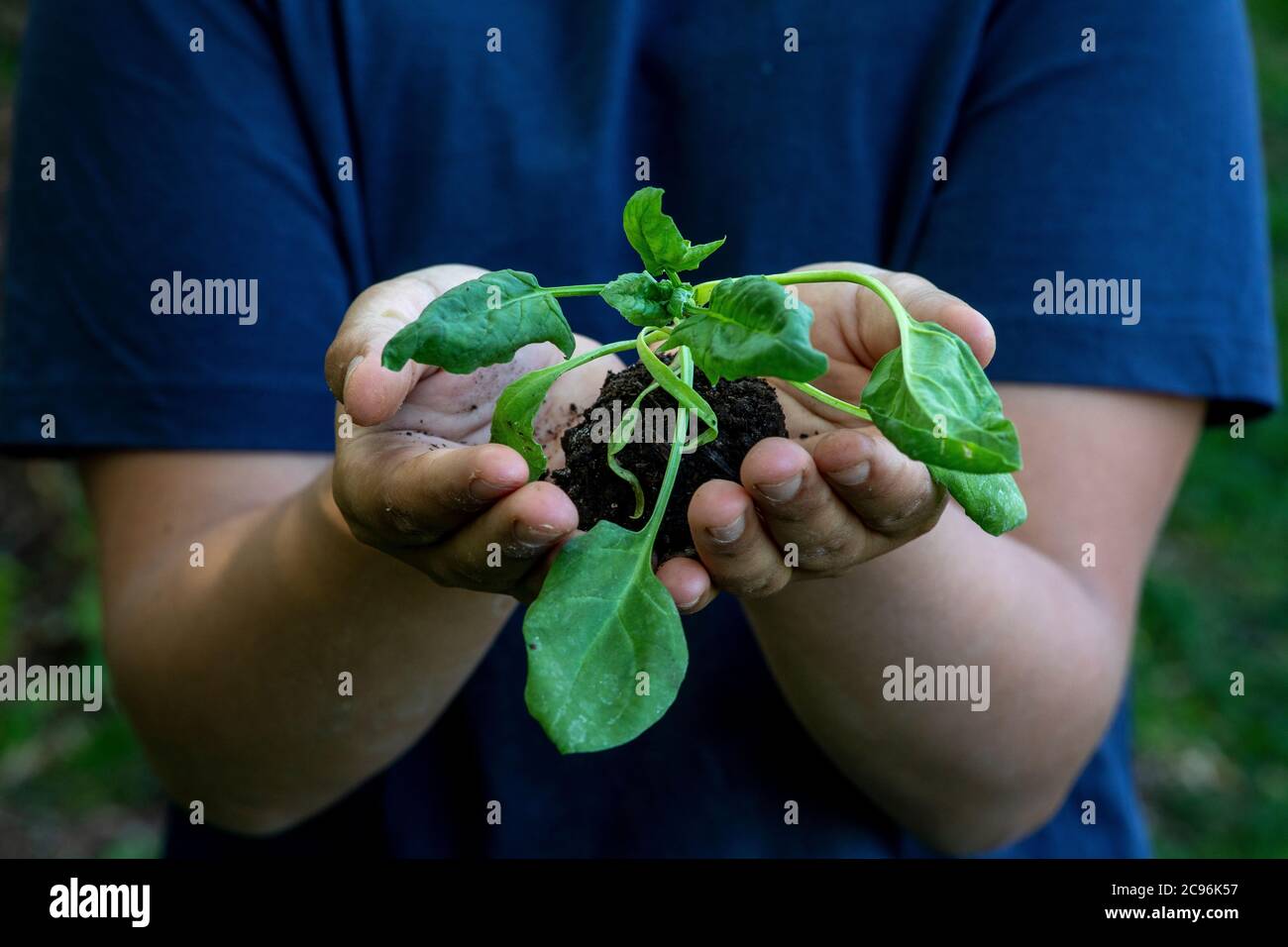 Boy holding a plant sprout in Eure, France Stock Photo - Alamy