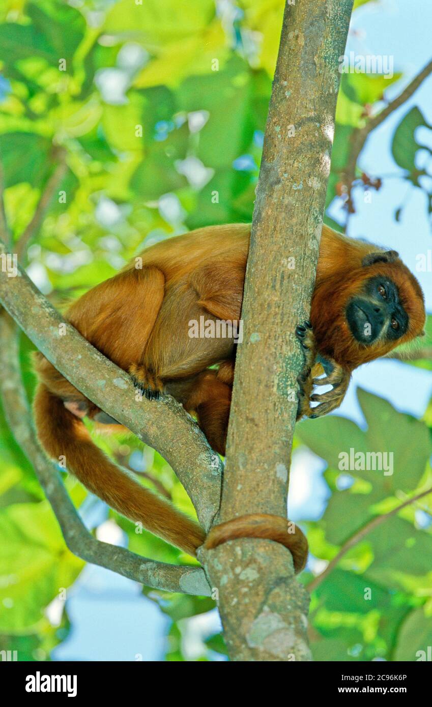 RED HOWLER MONKEY (Alouatta seniculus), ALUATTA ROSSA, BRAZO ...