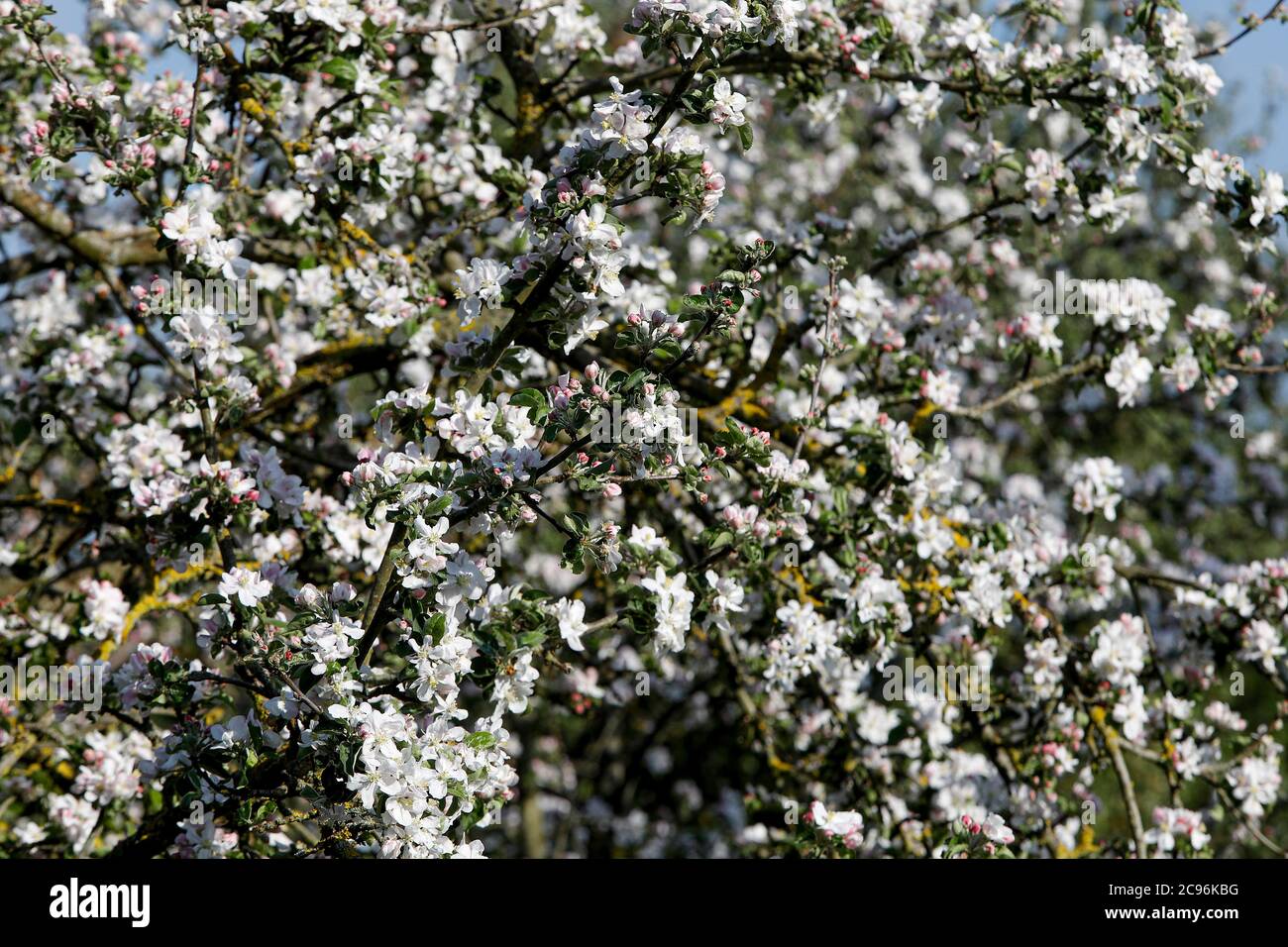 Spring blossoms in Normandy, France Stock Photo - Alamy