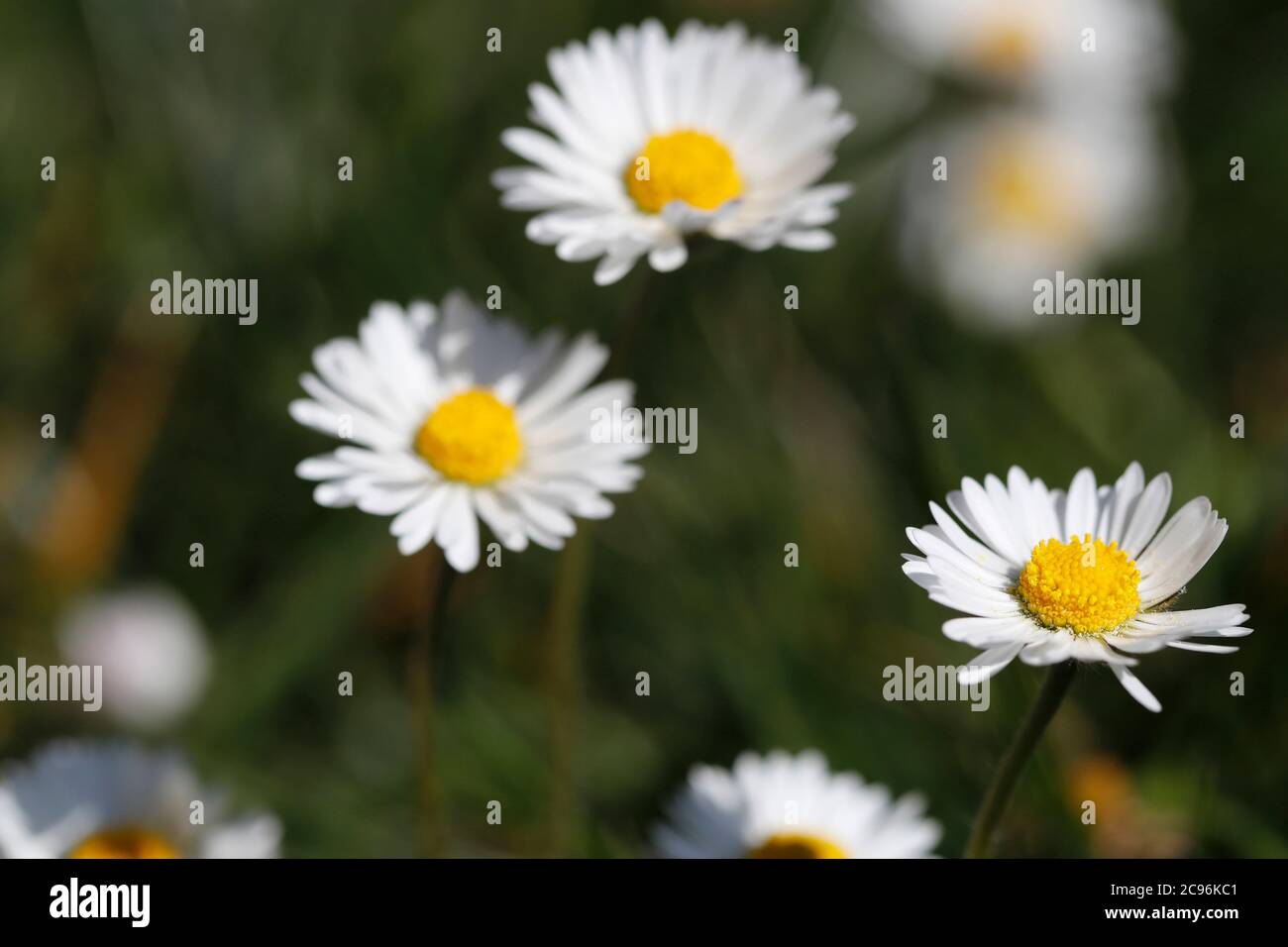 Daisies in spring. France Stock Photo - Alamy