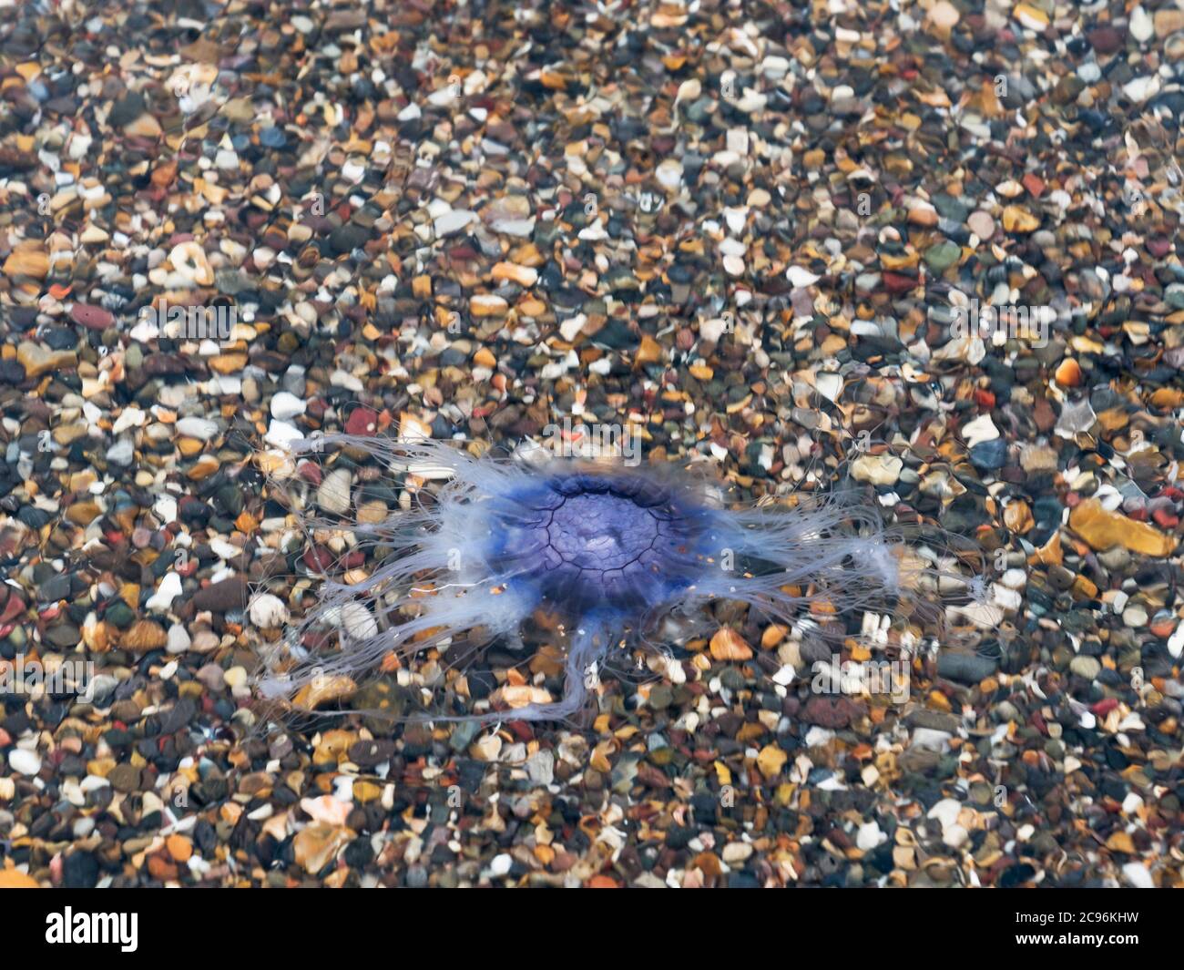 The blue jellyfish, Cyanea lamarckii, in shallow water, Northumberland ...